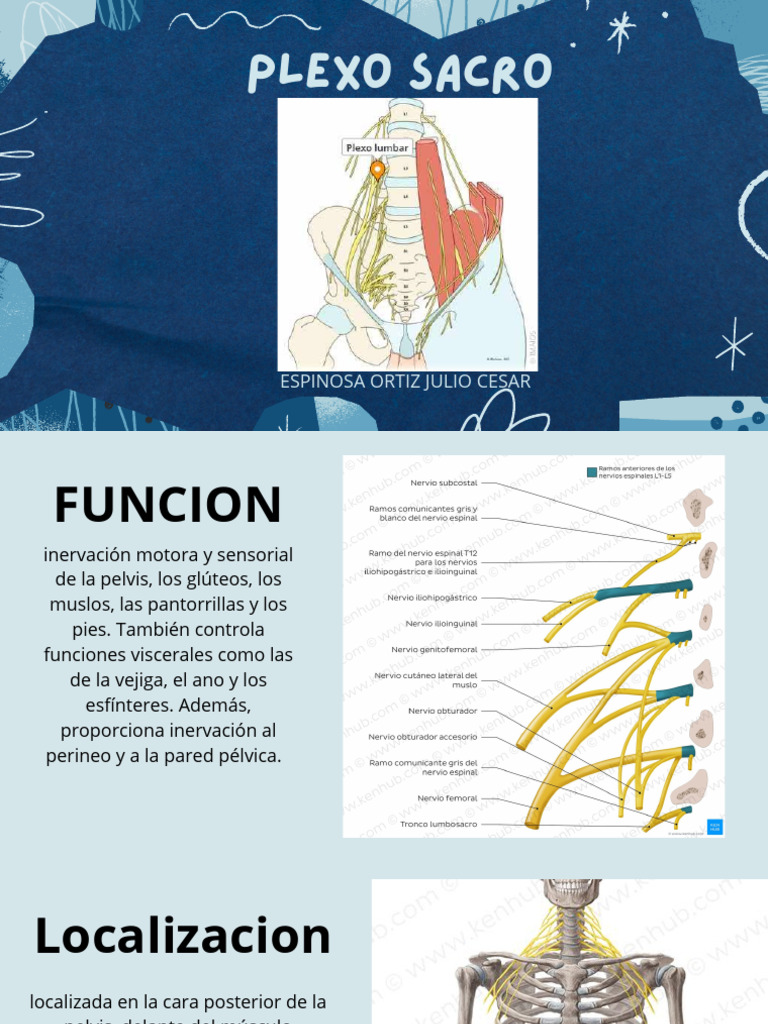 Inervación y Anatomía del Plexo Sacro | PDF