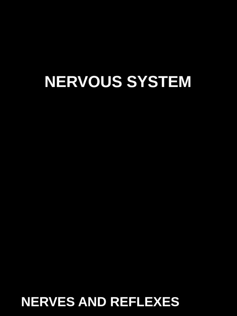 8 Nervous System (Laboratory) PPSX | PDF | Spinal Cord | Cerebrum