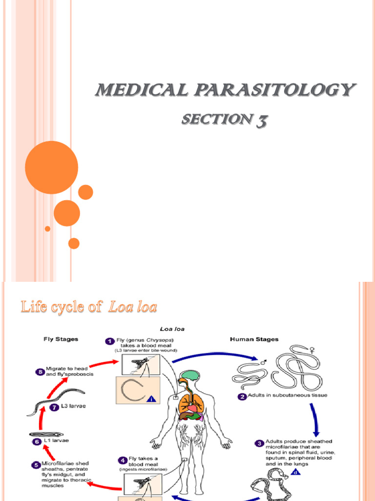 Parasitology 3 (24-25) | PDF | Parasitology | Medical Specialties
