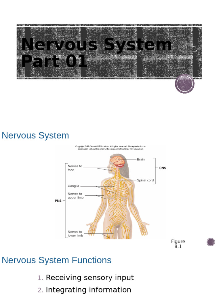 Nervous System Part 01 | PDF | Chemical Synapse | Axon