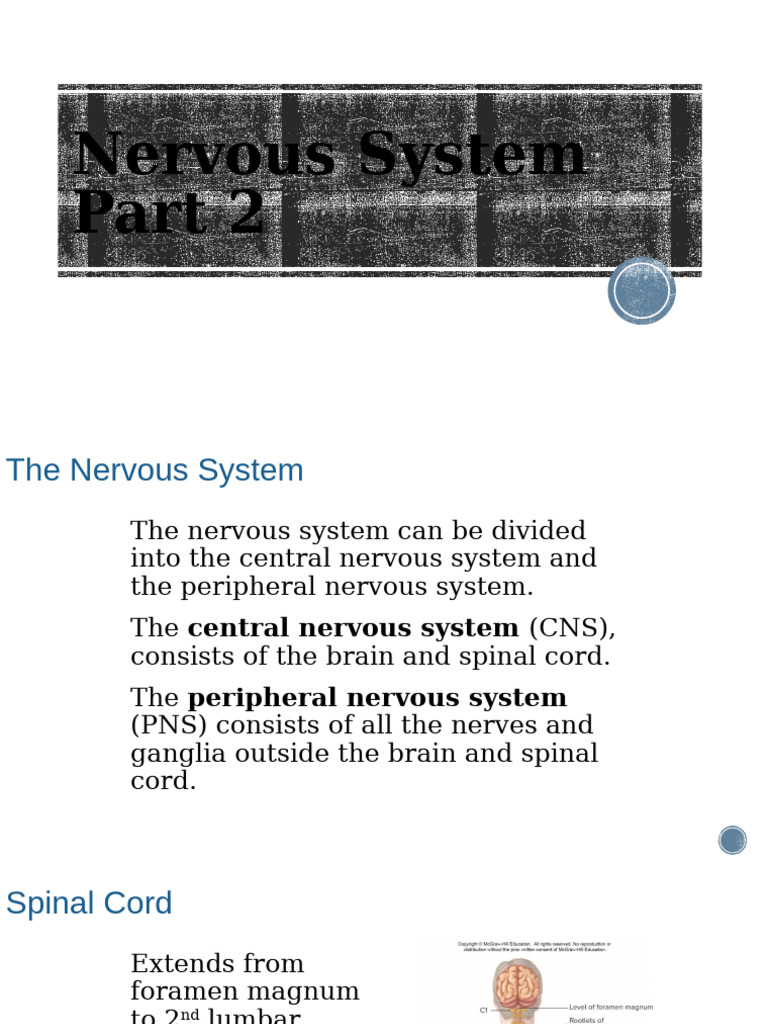 Nervous System Part 2 | PDF | Motor Neuron | Autonomic Nervous System