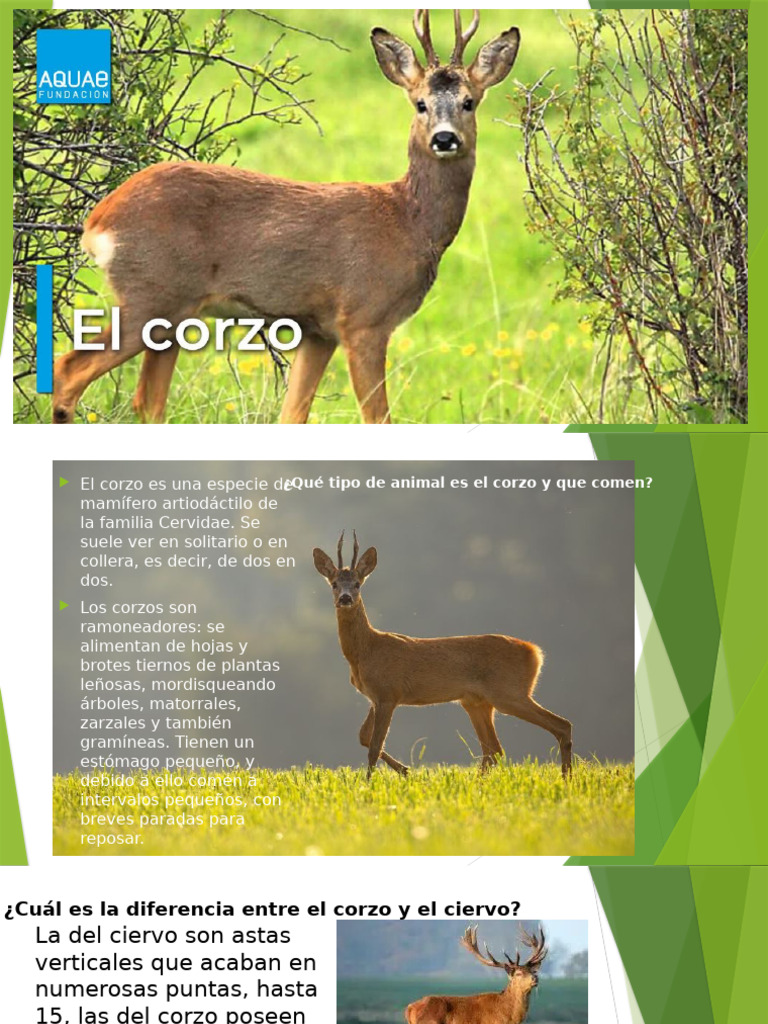 El Corzo | PDF