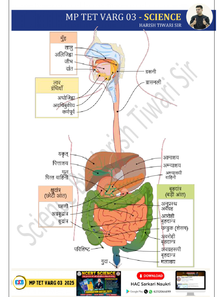 Digestive System MCQ | PDF