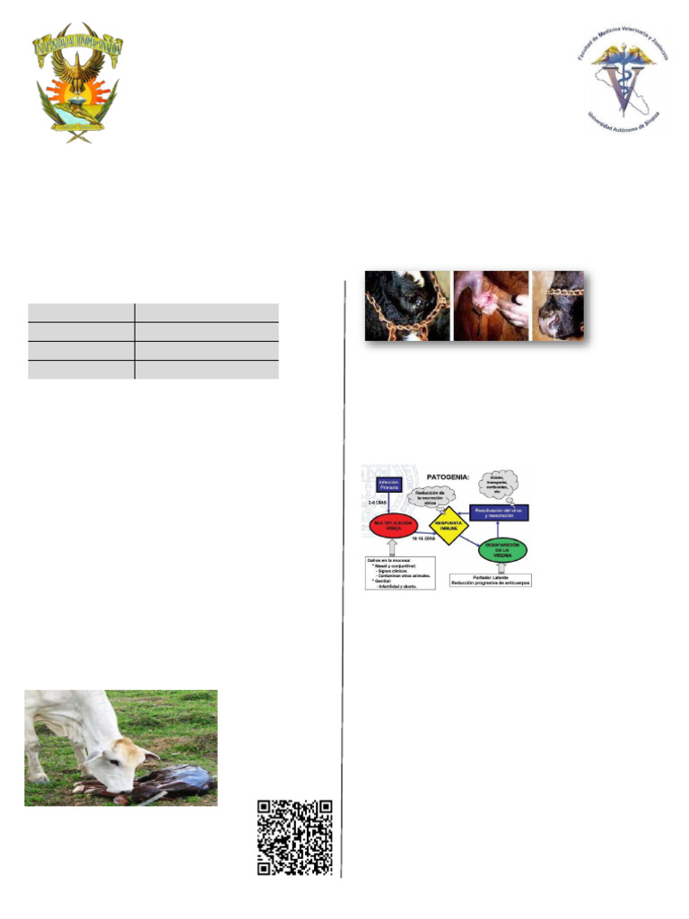 Cartel IBR | PDF | Virus | Infección