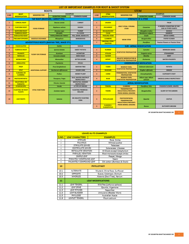 List of Examples - Root, Stem, Leaf | PDF | Leaf | Root