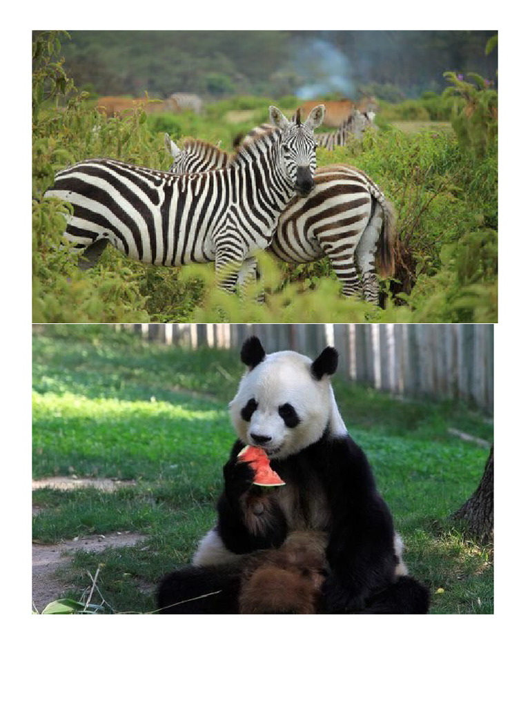 Animales Del Zoo | PDF