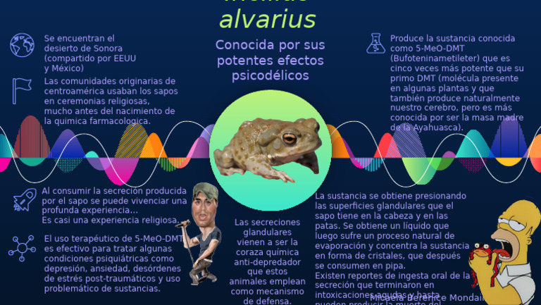 Incilius Alvarius | PDF