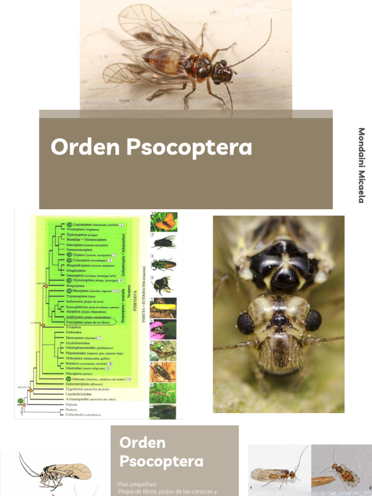 PSOCOPTERA - MONDAINI | PDF