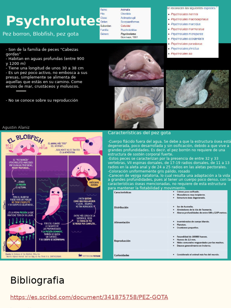 Psychrolutes | PDF