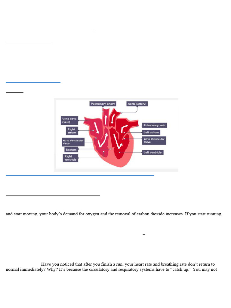 Transport in Animals IGCSE Revision Notes | PDF | Lymph | Circulatory ...