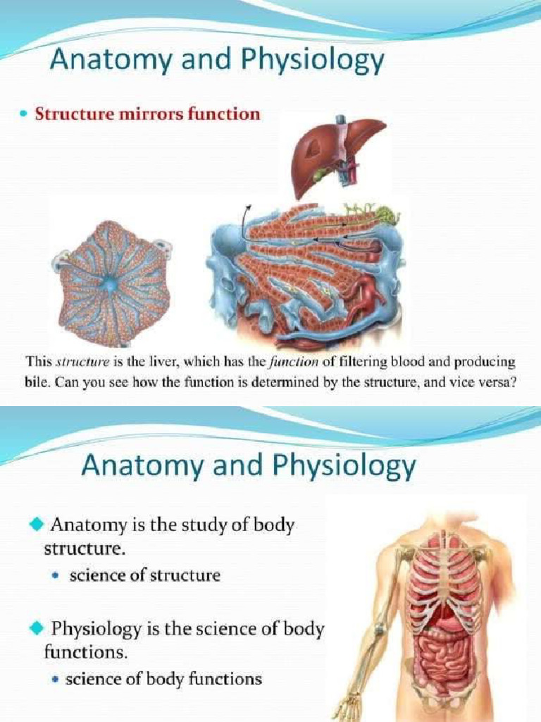 Anatomy Introduction.pptx 2 | PDF