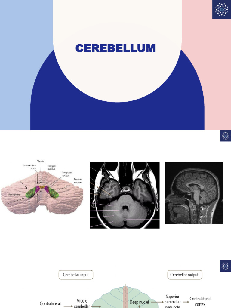 Cerebellum blank | PDF | Cerebellum | Neuroanatomy