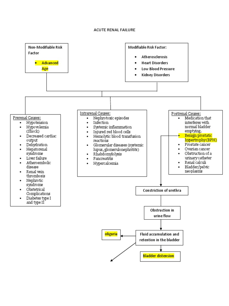 Acute Renal Failure Overview | PDF | Kidney | Urinary Bladder