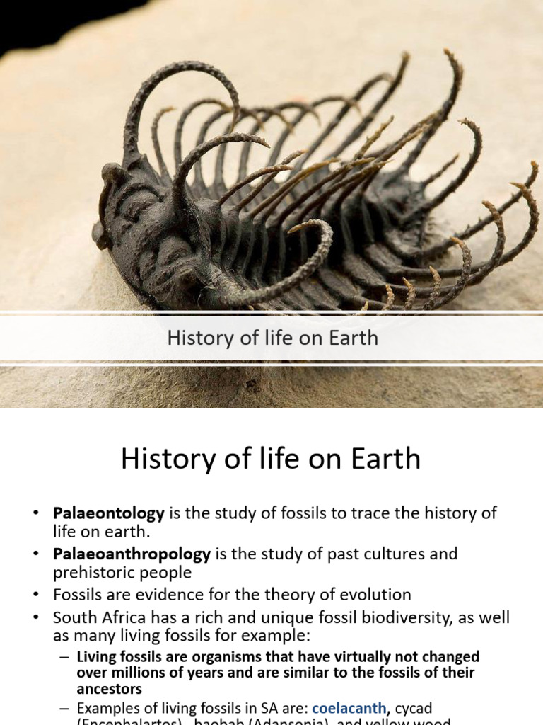 Evolution and Fossil History on Earth | PDF | Fossil | Plate Tectonics