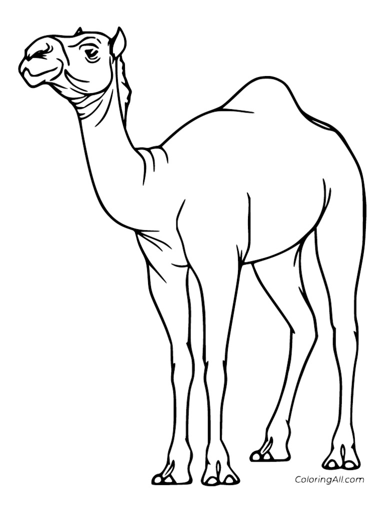 Simple Realistic Dromedary Camel Coloring Page - ColoringAll | PDF