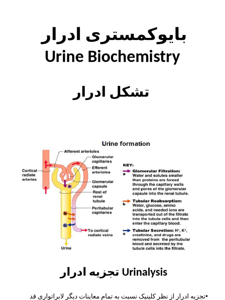 Urine Analysis | PDF