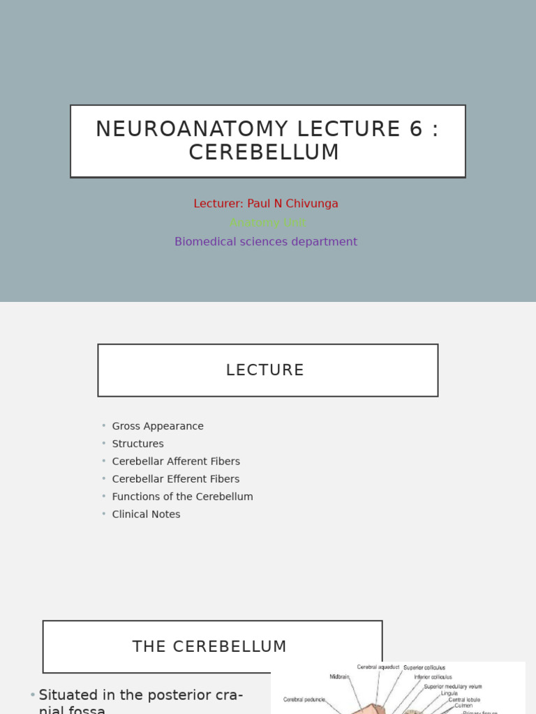 Cerebellum | PDF | Cerebellum | Neuroanatomy