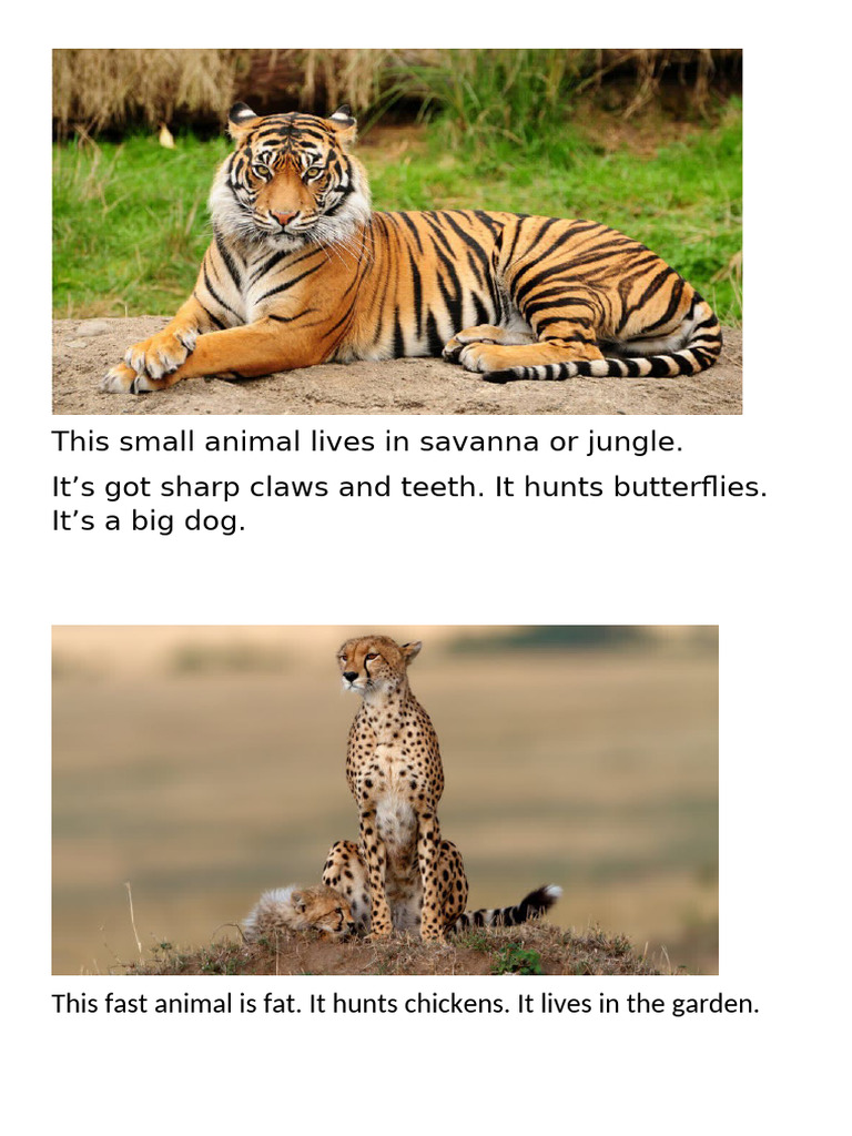 Writing-Wild Animal Description | PDF