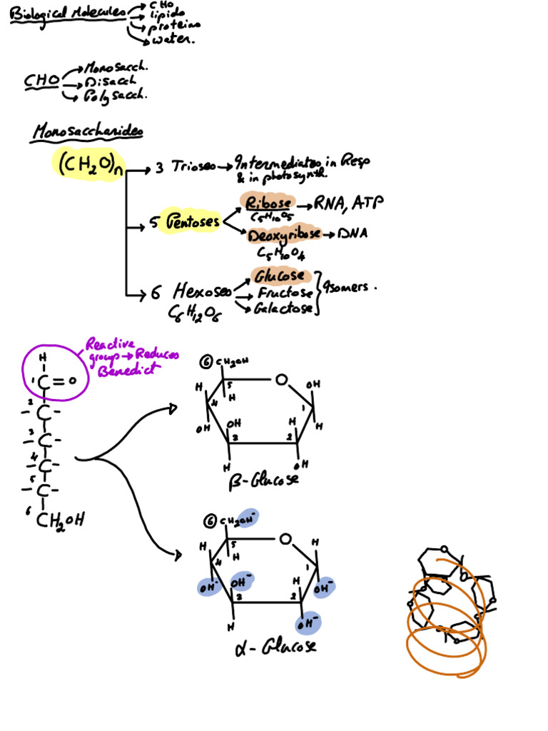 Biological Molecules and Their Functions | PDF | Fatty Acid | Biochemistry