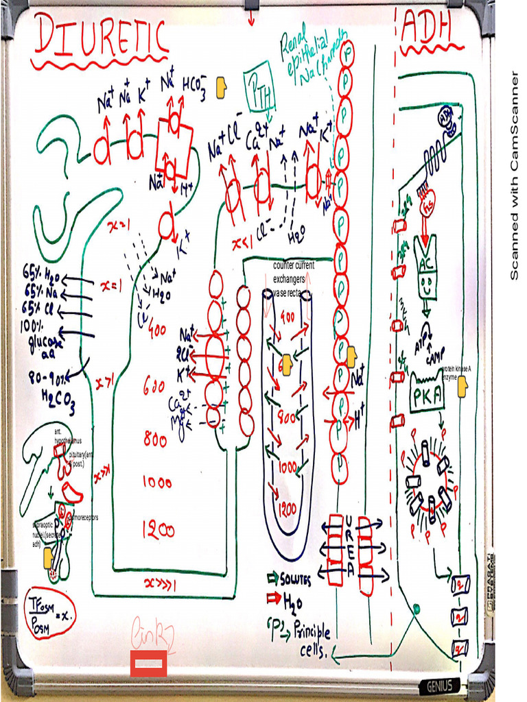 Diuretics | PDF