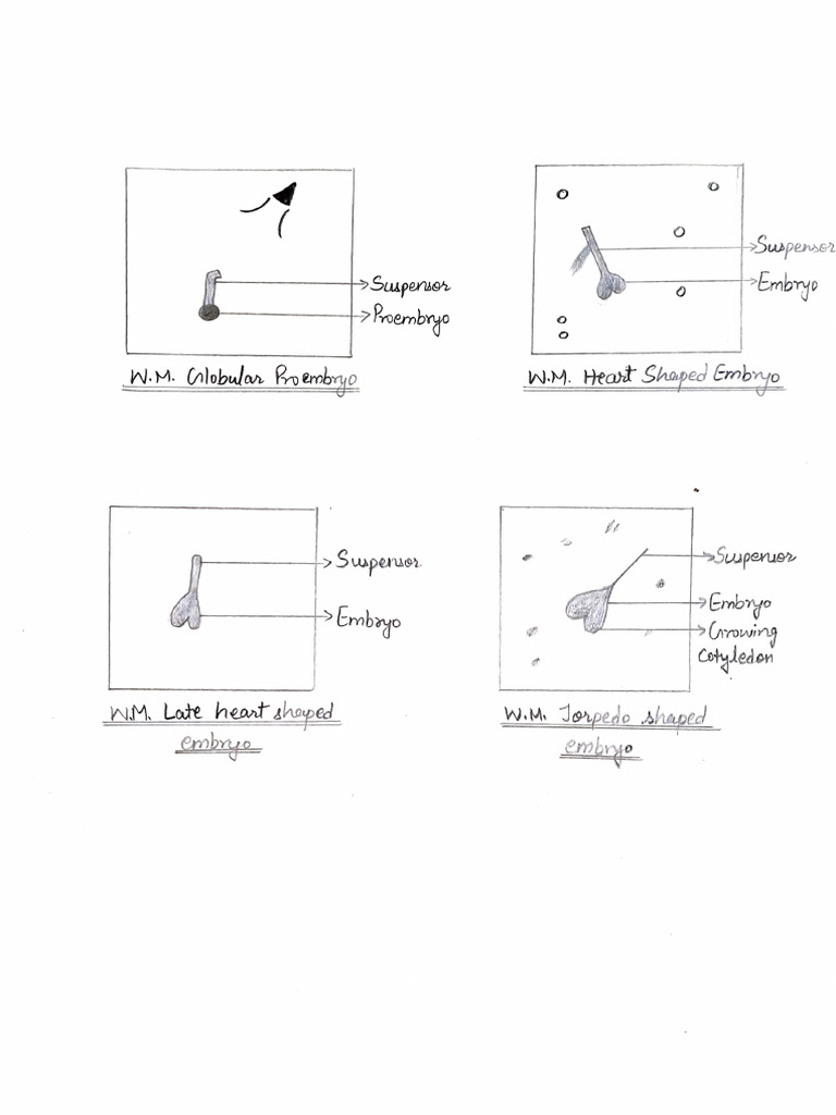 embryo endosperm | PDF | Reproduction | Anatomy