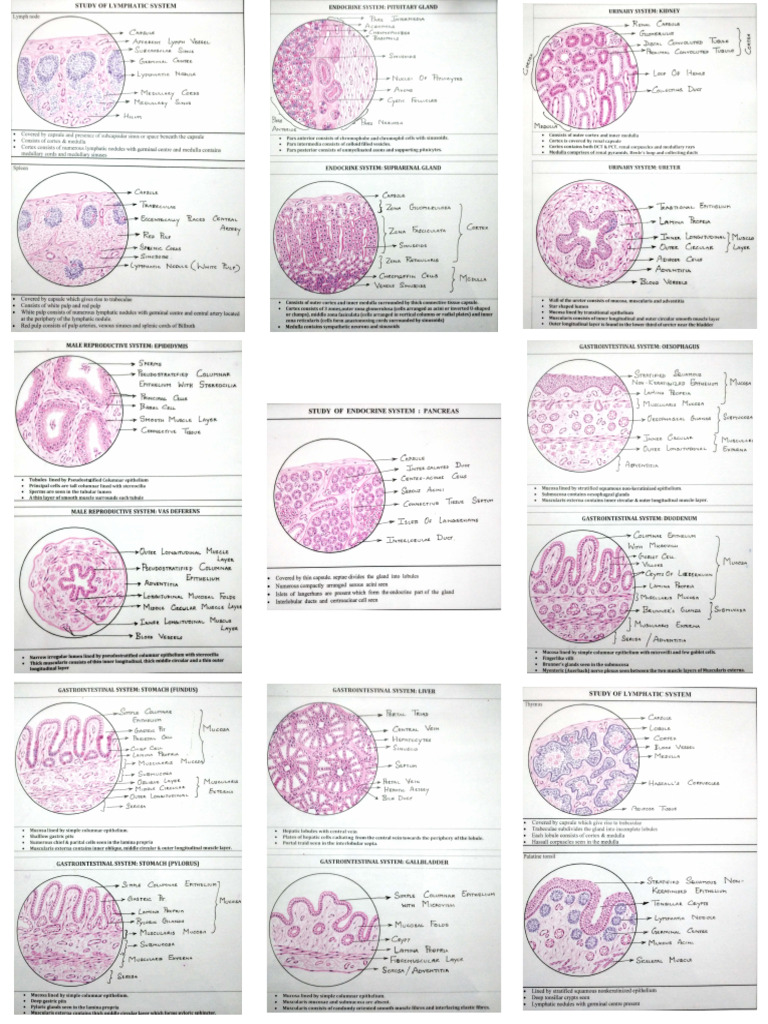 Histology Diagrams | PDF