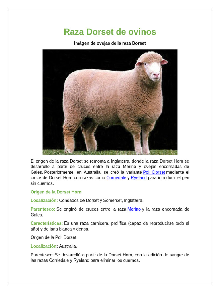 Raza Dorset: Ovinos Carniceros y Prolíficos | PDF | Oveja | Pasto
