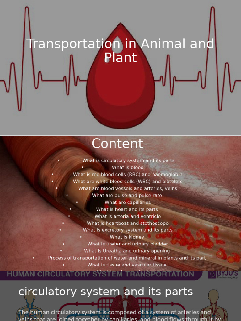 Blood Trasnportation | PDF | Blood | Circulatory System