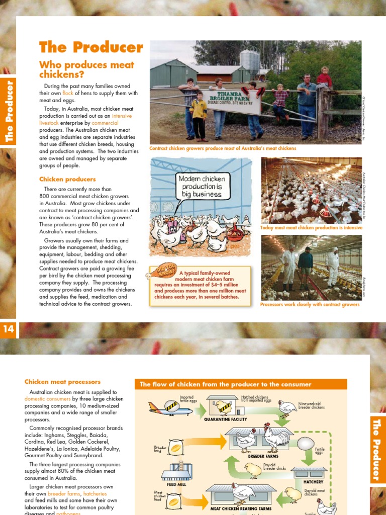 Story of The Chicken-The Producer | PDF | Chicken | Animal Welfare