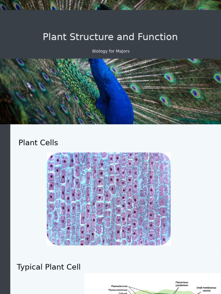 Plant Cell Types and Functions Explained | PDF | Tissue (Biology ...
