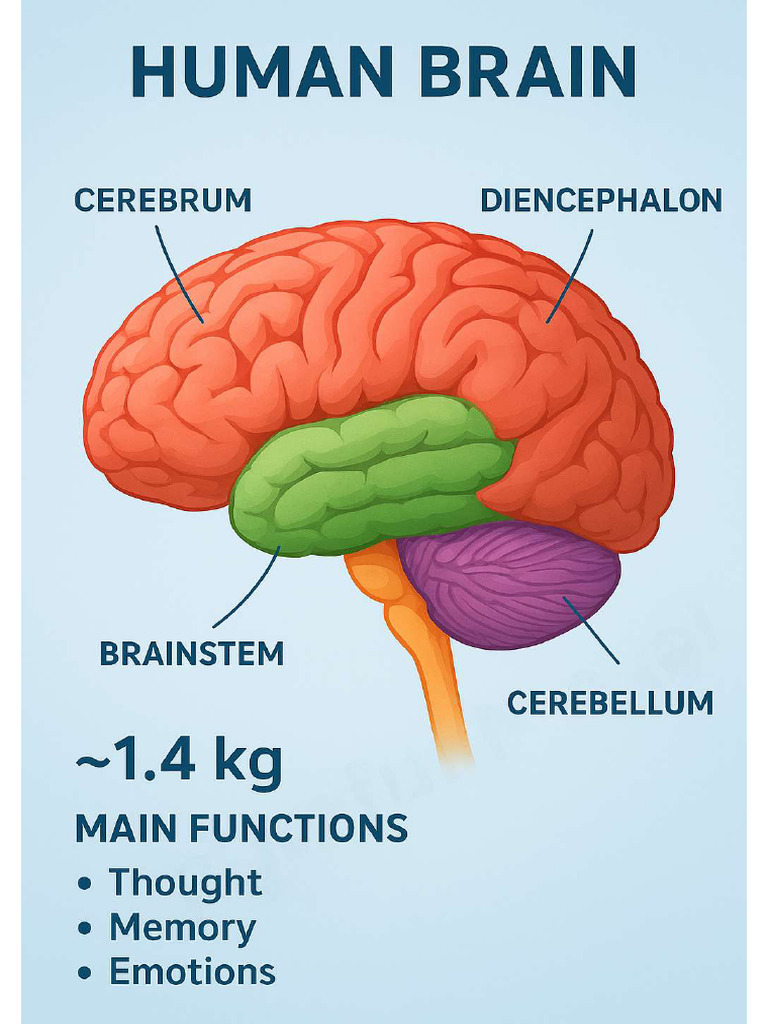 Human Brain Anatomy | PDF