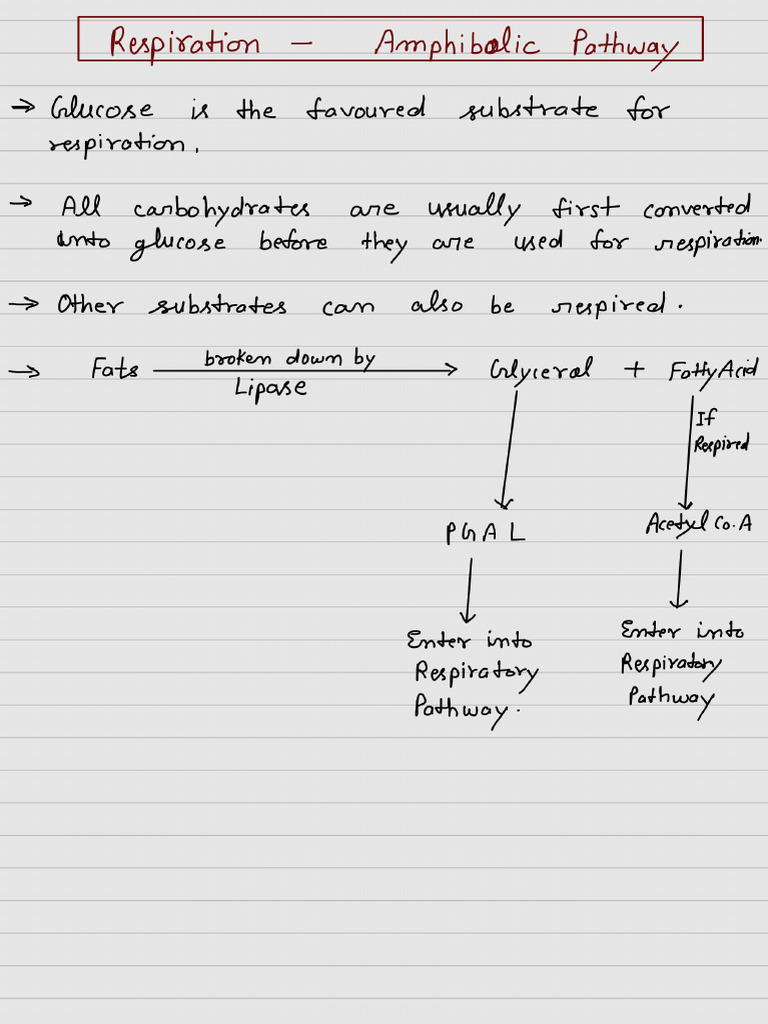 Amphibolic Pathway & RQ - 251113 - 223339 | PDF