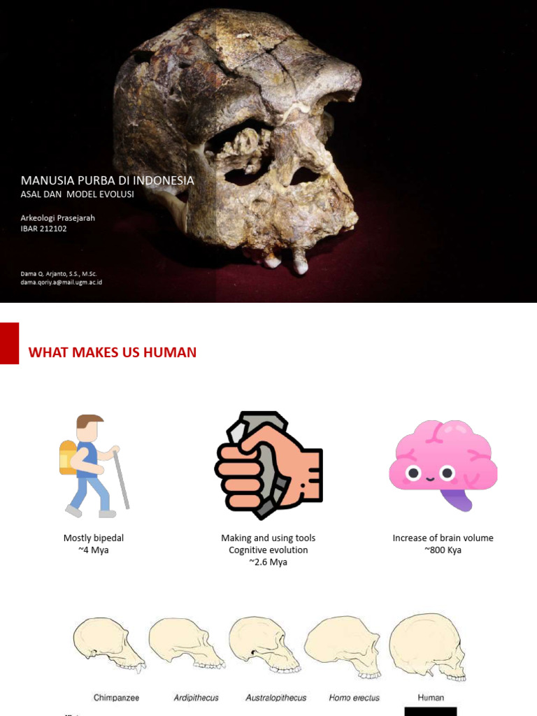 Manusia Purba Di Indonesia: Asal Dan Model Evolusi | PDF | Homo ...