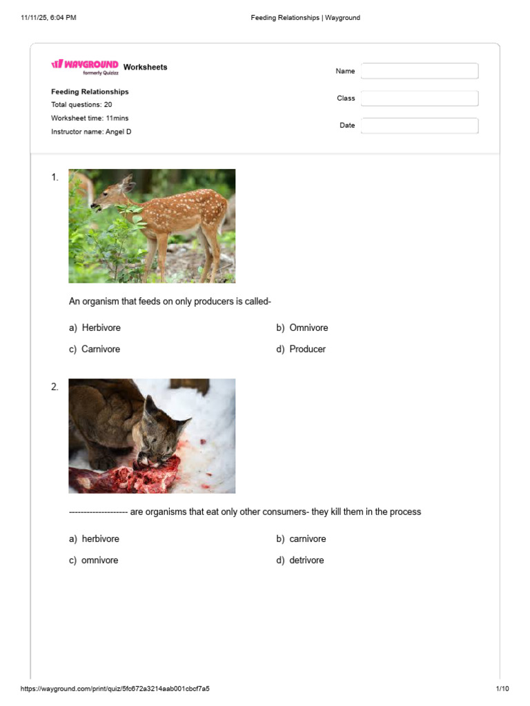 Feeding Relationships Worksheet Quiz | PDF | Foods | Environmental Science