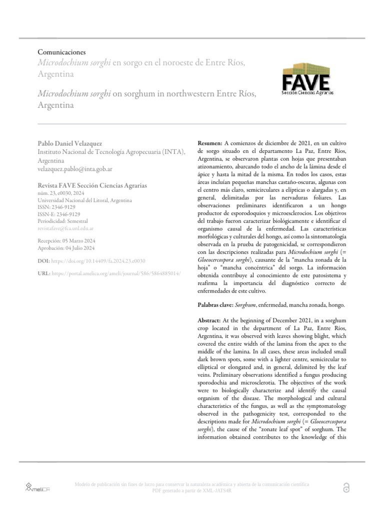 Microdochium Sorghi - Sorgo NO Entre Ríos (2024) | PDF