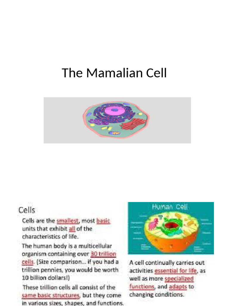 The Mamalian Cell | PDF