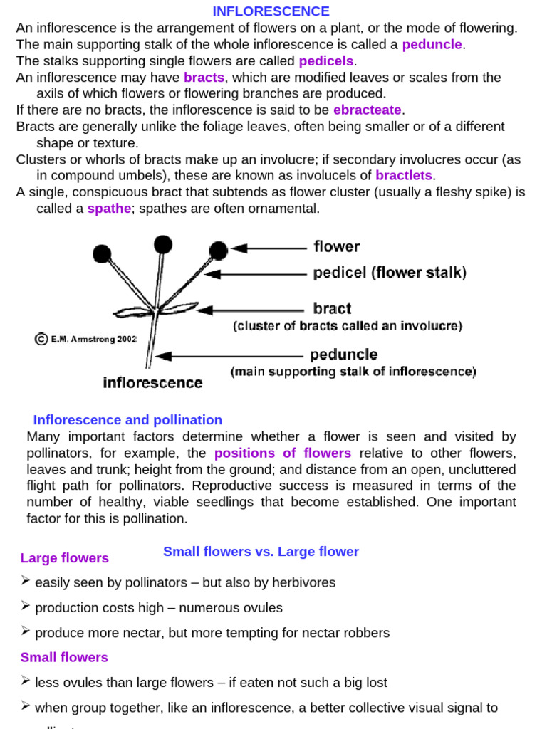 Inflorescence | PDF | Flowers | Plant Reproduction