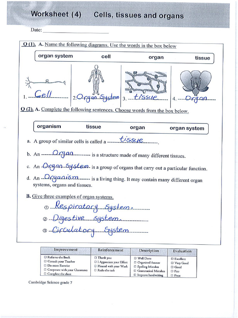 Cells, Tissues and Organs | PDF
