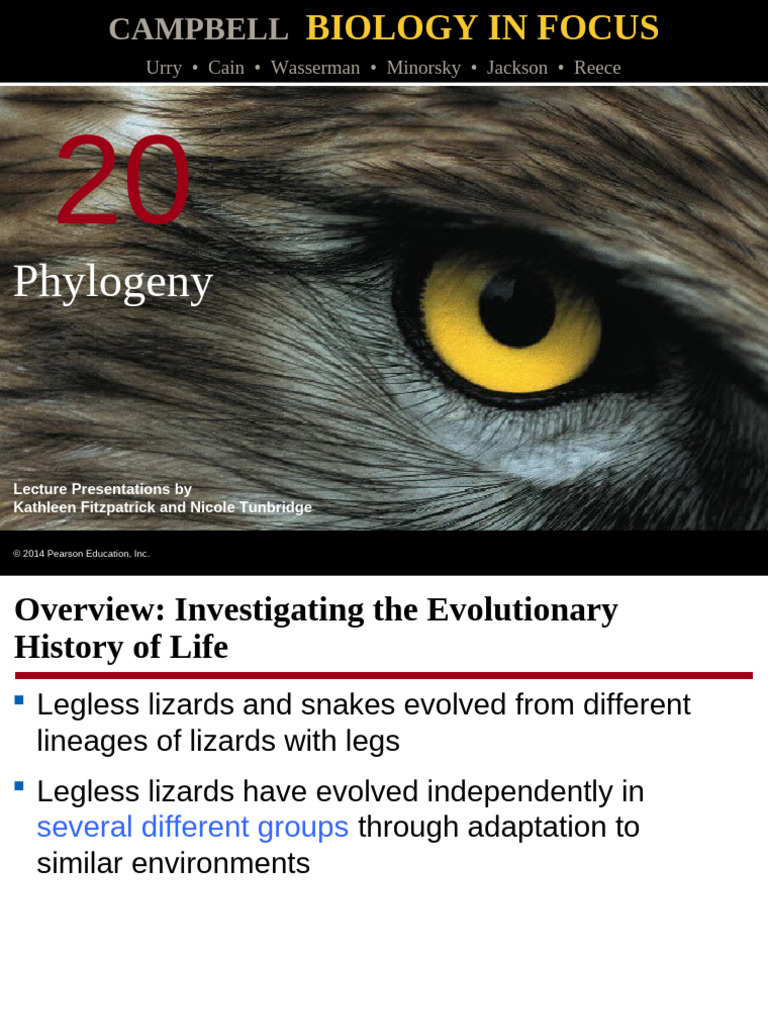 20 Lecture Annotated | PDF | Homology (Biology) | Phylogenetics