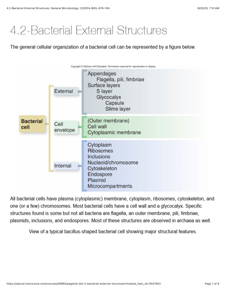 Bacterial External Structures Overview | PDF | Bacteria | Cell (Biology)