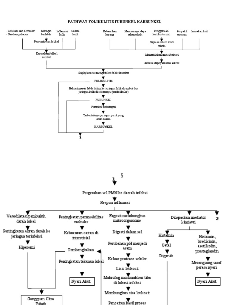 Pathway Folikulitis DLL | PDF