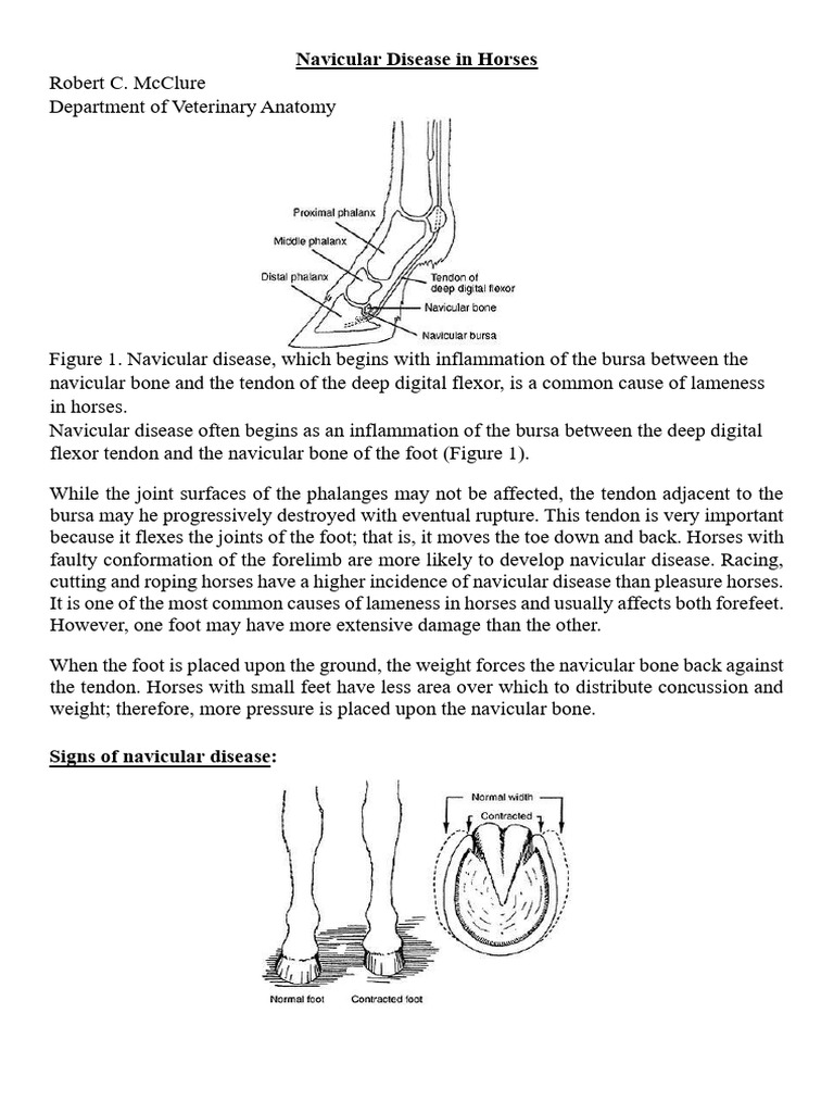 Navicular Disease | PDF | Foot | Diseases And Disorders