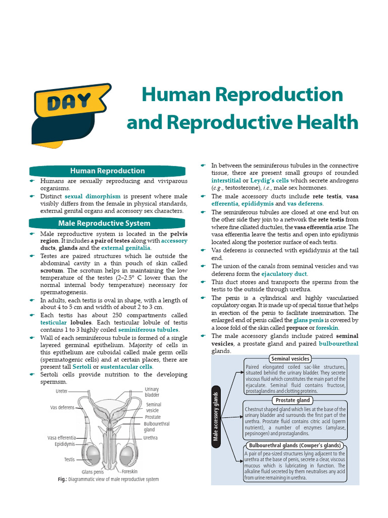 Day 22 - Human Reproduction and Reproductive Health | PDF | Menstrual ...