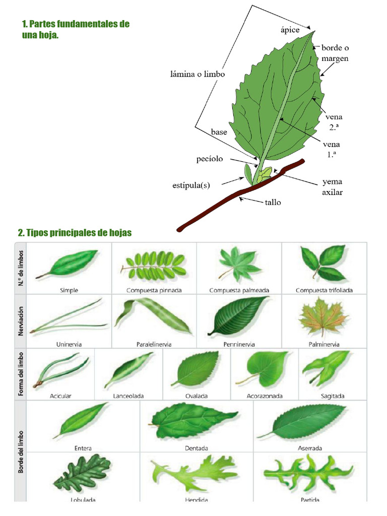 Clave de Identificación de Hojas | PDF