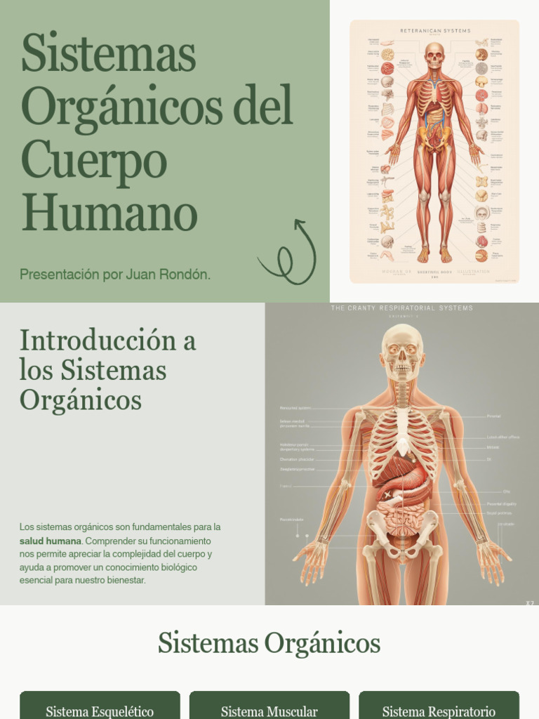 Sistemas Orgánicos Del Cuerpo Humano | PDF | Sangre | Sistema respiratorio