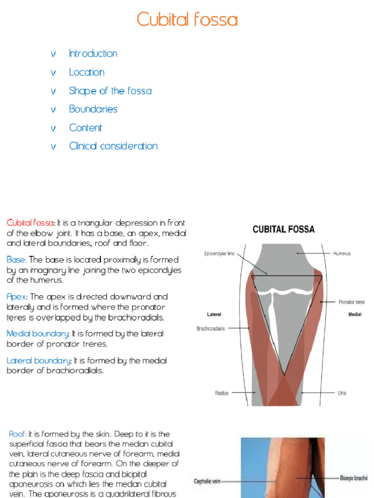 Cubital Fossa Phoenix | PDF