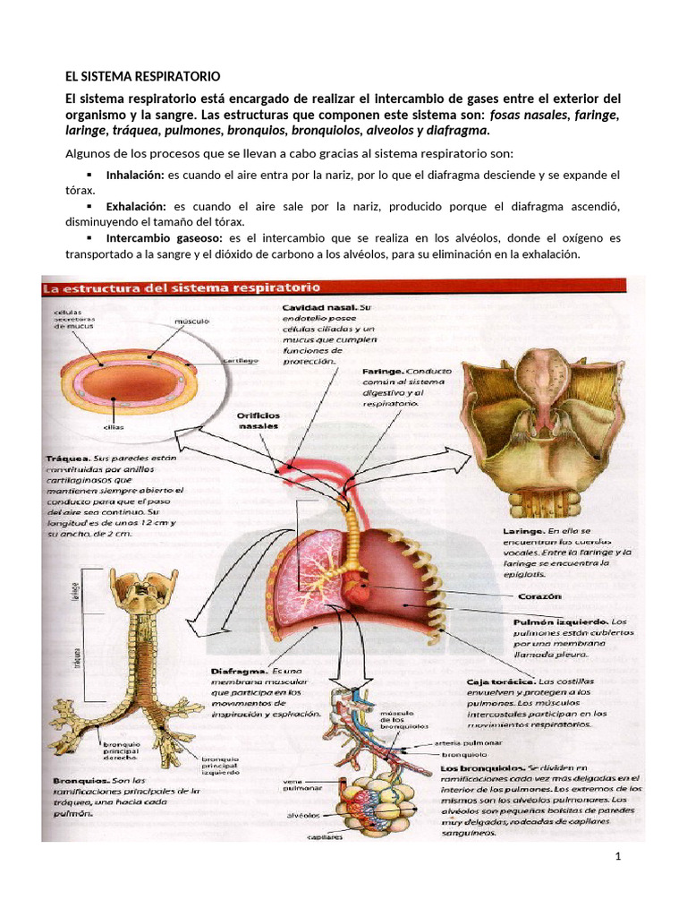 Funciones y Estructuras del Sistema Respiratorio | PDF | Pulmón ...
