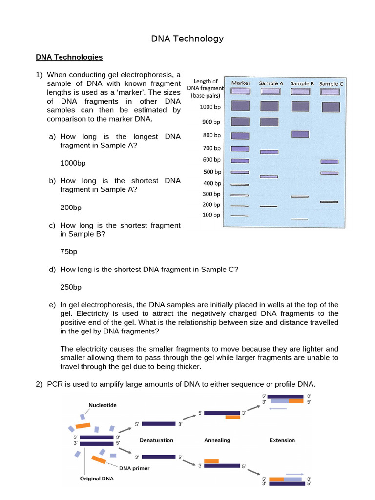 DNA Technology | PDF | Polymerase Chain Reaction | Dna Sequencing
