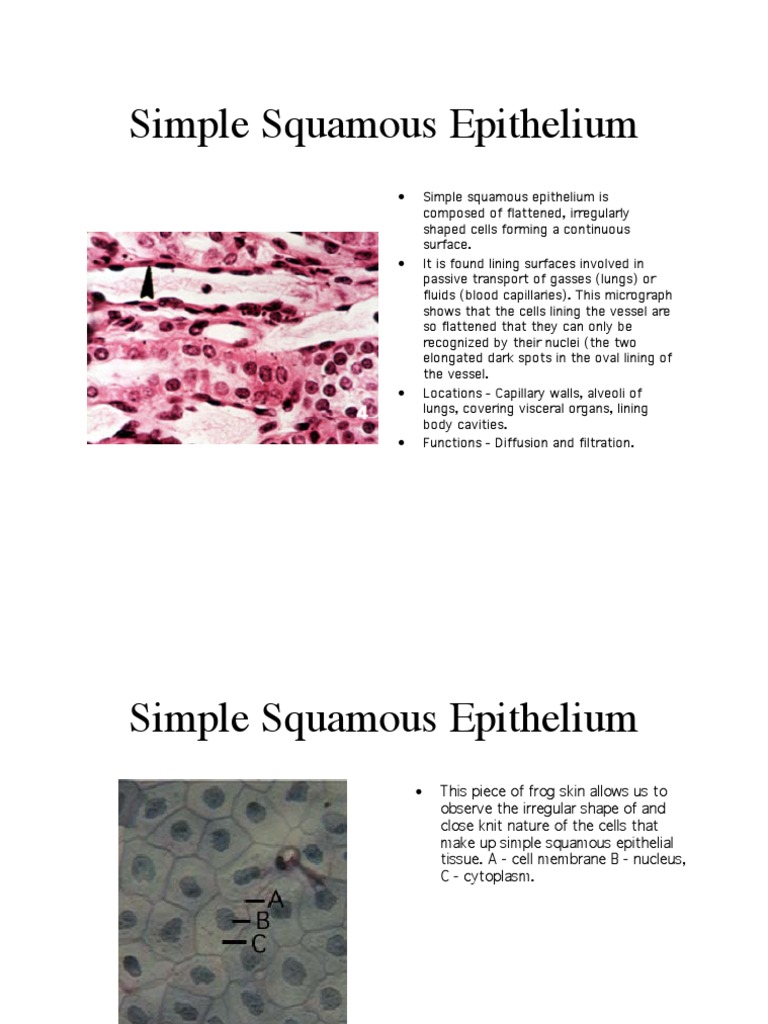Histology Epithelium Pdf Epithelium Anatomy
