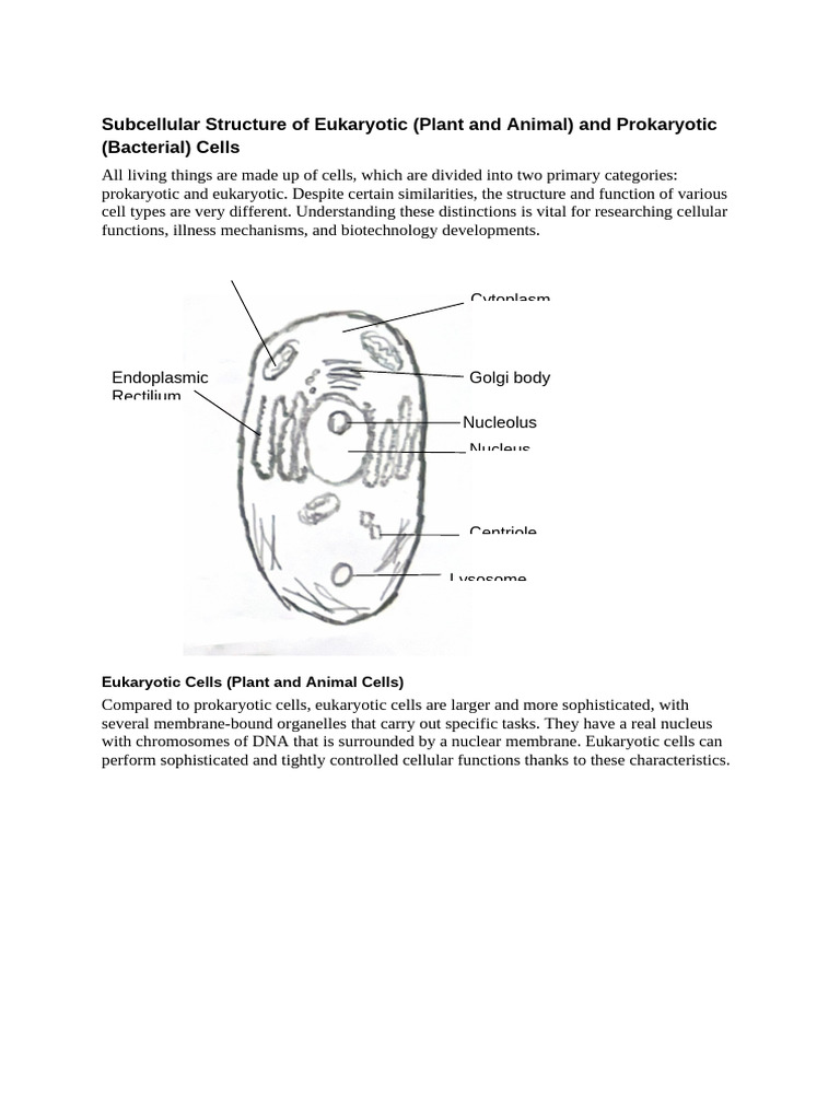 Subcellular Structure of Eukaryotic (Plant and Animal) and Prokaryotic ...